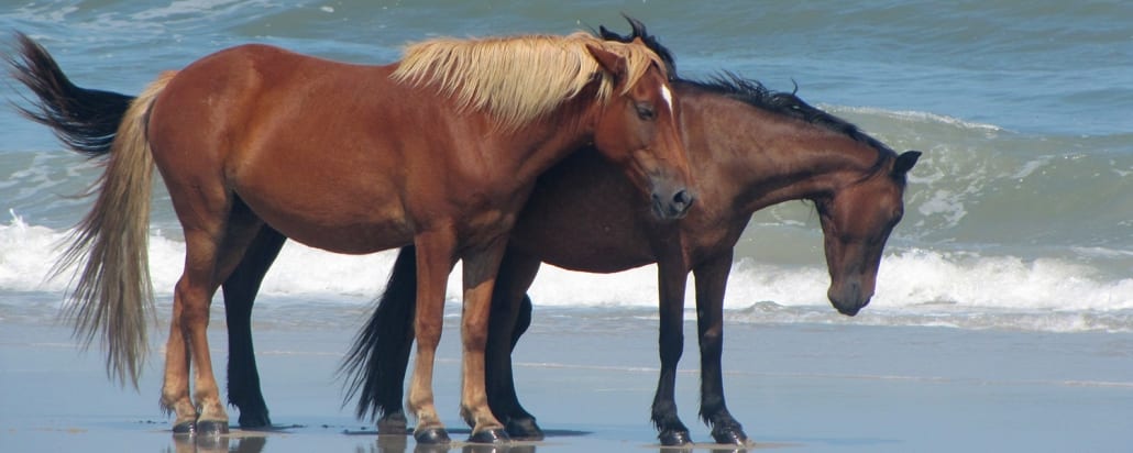 Spanish Mustang History | Corolla Wild Horses | Corolla Wild Horse Fund
