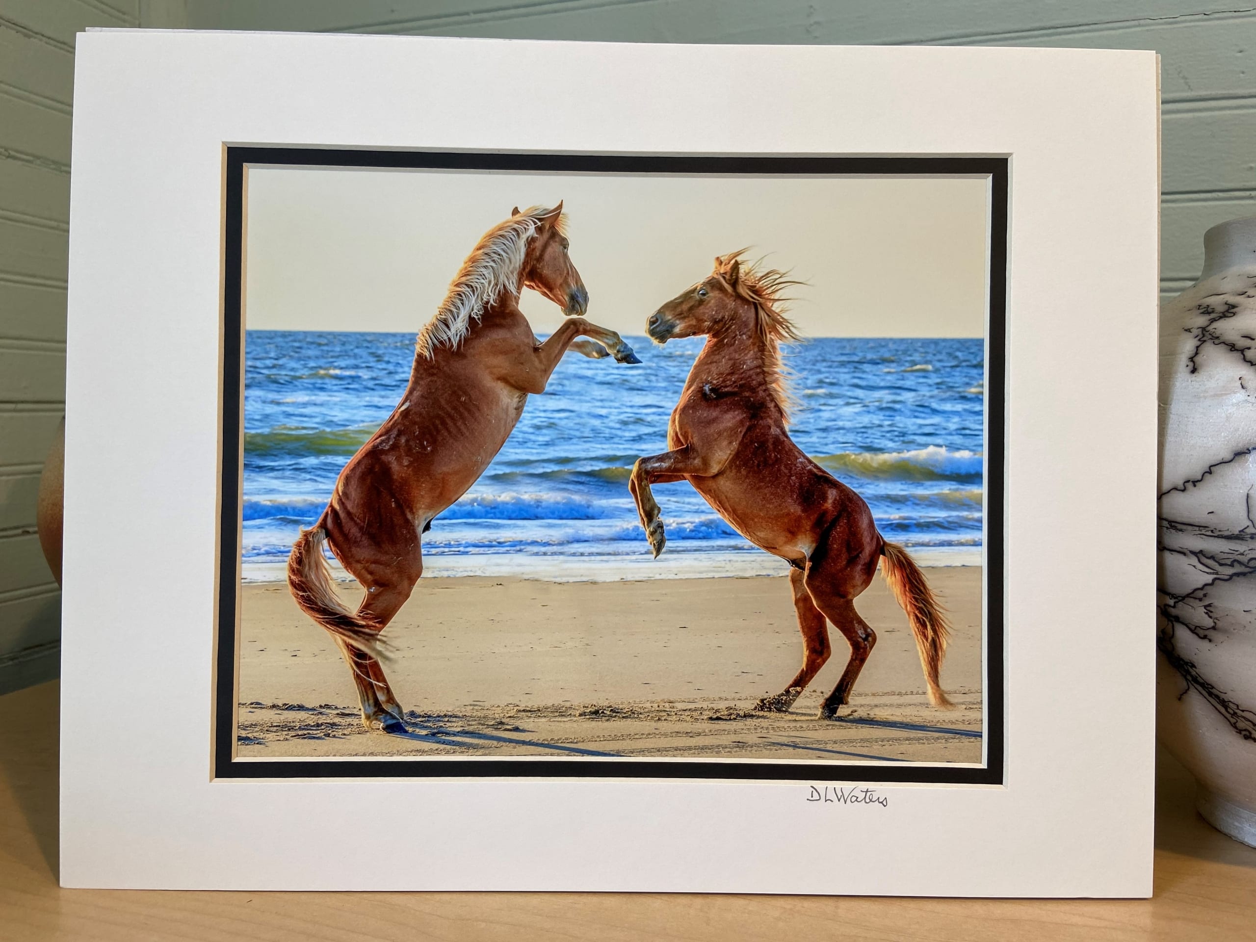 Fighting Stallions - Corolla Wild Horse Fund