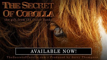CWHF-SecretofCorolla-home-thumbnail-available - Corolla Wild Horse Fund