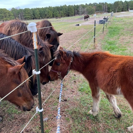 Hello Charlie! | Corolla Wild Horses | Corolla Wild Horse Fund
