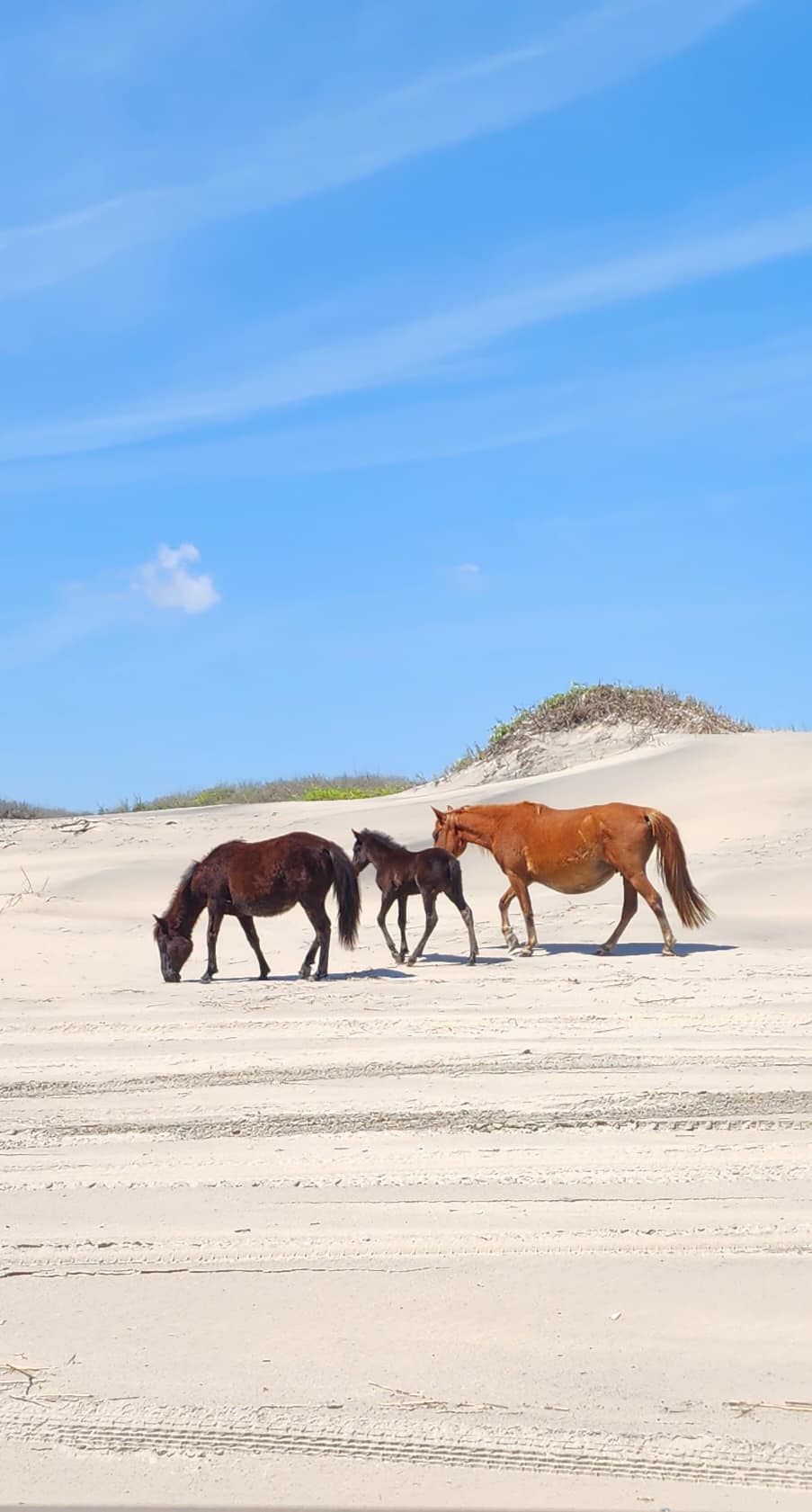 Welcome to the 4x4, Drum! | Corolla Wild Horses | Corolla Wild Horse Fund
