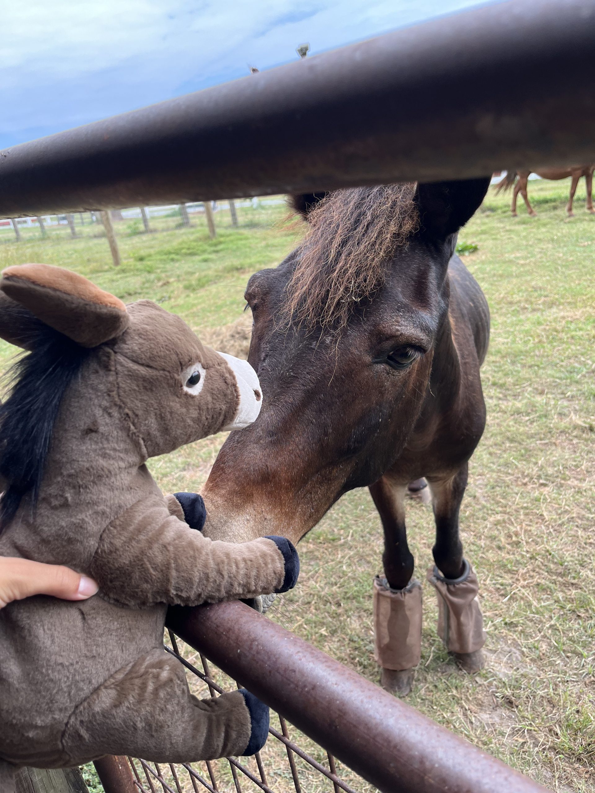 Your Very Own Raymond with Story - Corolla Wild Horse Fund