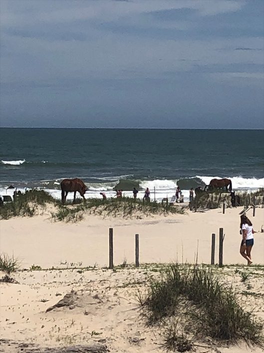 Remembering Raymond Memorial Wall | Corolla Wild Horses | Corolla Wild ...