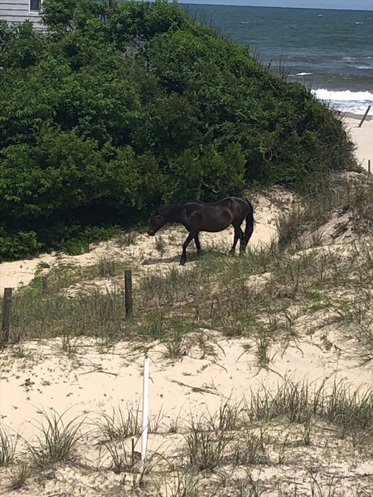 Remembering Raymond Memorial Wall | Corolla Wild Horses | Corolla Wild ...