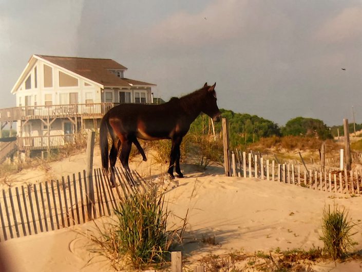Remembering Raymond Memorial Wall | Corolla Wild Horses | Corolla Wild ...
