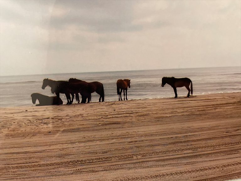 Remembering Raymond Memorial Wall | Corolla Wild Horses | Corolla Wild ...