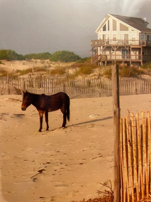Remembering Raymond Memorial Wall | Corolla Wild Horses | Corolla Wild ...