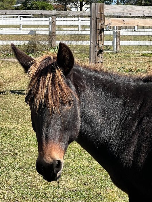 Remembering Raymond Memorial Wall | Corolla Wild Horses | Corolla Wild ...
