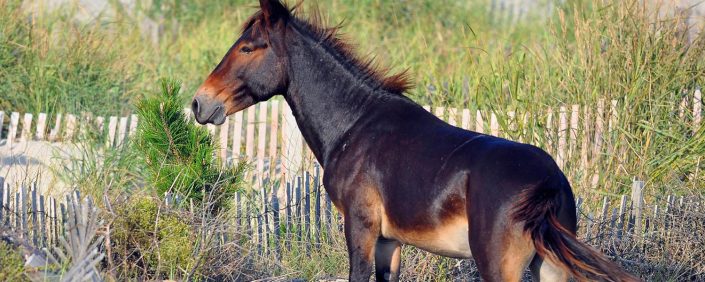Remembering Raymond Memorial Wall | Corolla Wild Horses | Corolla Wild ...