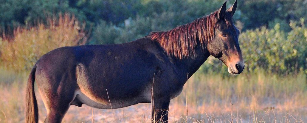 Remembering Raymond Memorial Wall | Corolla Wild Horses | Corolla Wild ...