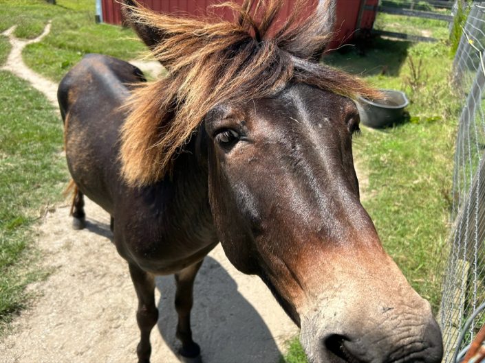 Remembering Raymond Memorial Wall | Corolla Wild Horses | Corolla Wild ...