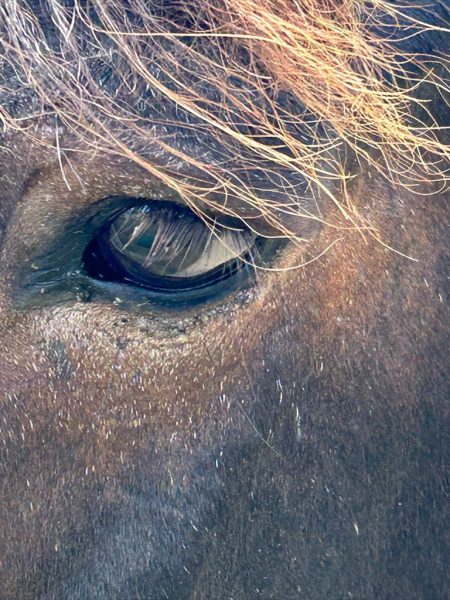 Remembering Raymond Memorial Wall | Corolla Wild Horses | Corolla Wild ...