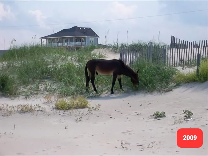 Remembering Raymond Memorial Wall | Corolla Wild Horses | Corolla Wild ...